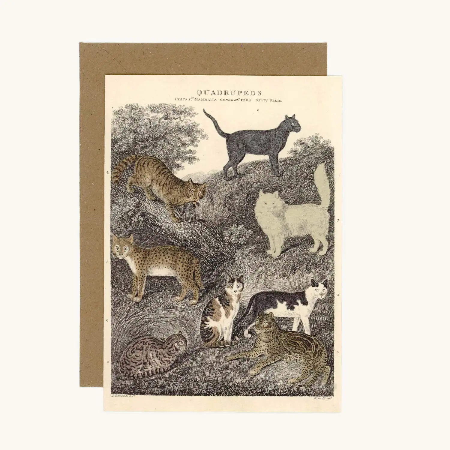 Cats Greeting Card | Catbird NYC